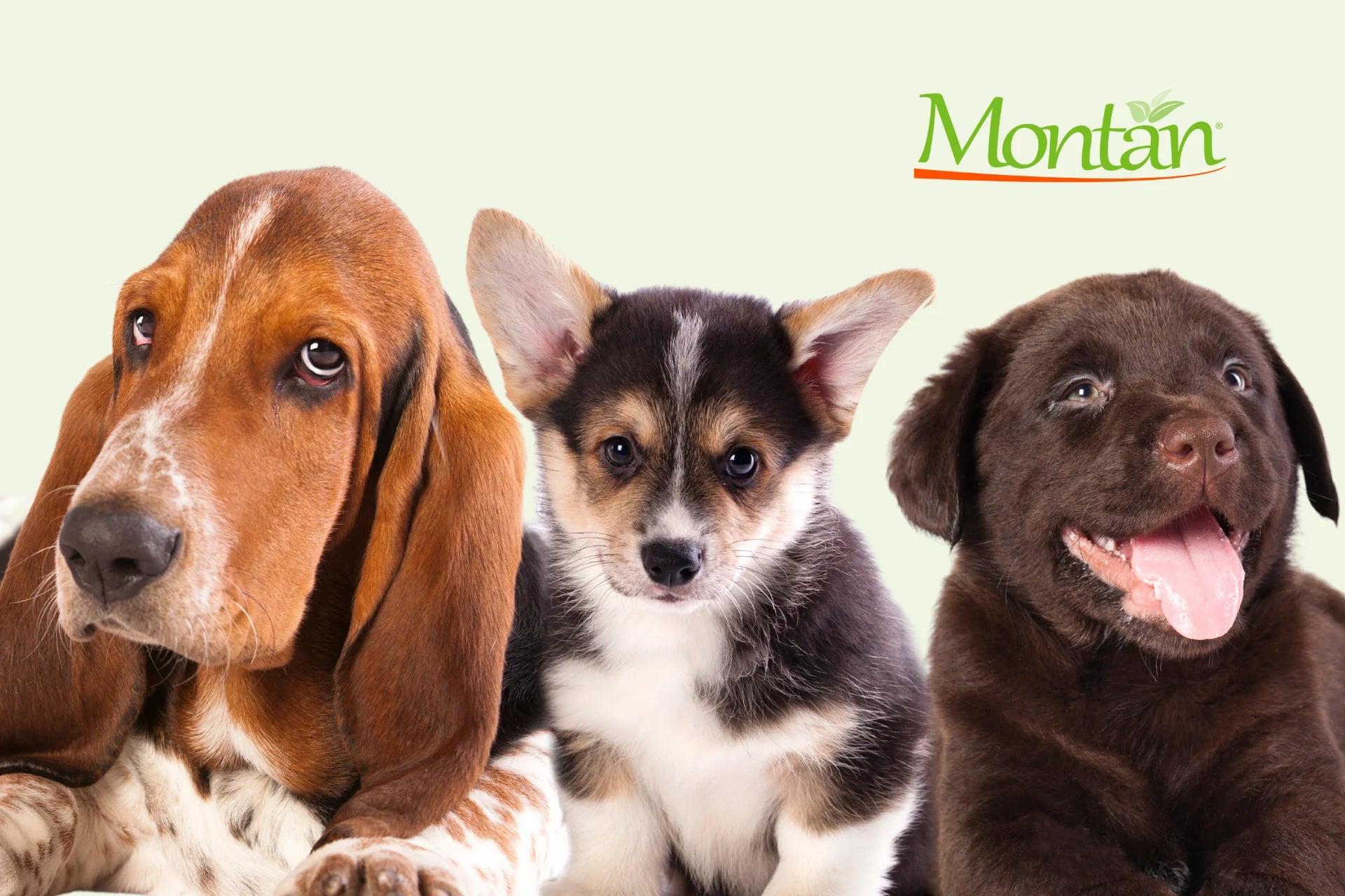 ¿Pasto de trigo para mi perro? – Montan Organic Superfoods